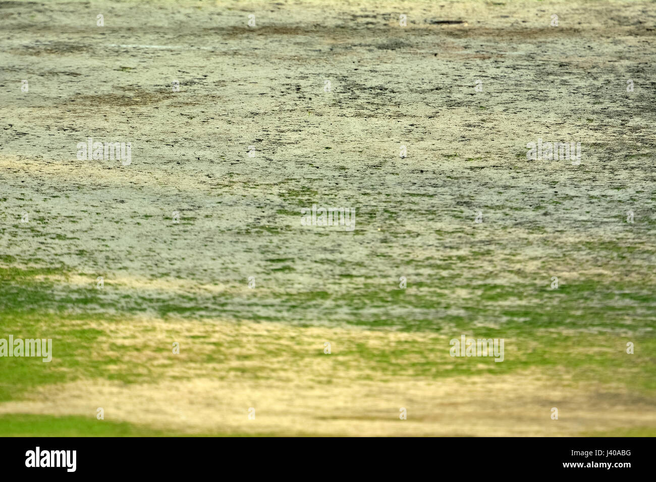 Empty cricket pitch Stock Photo - Alamy
