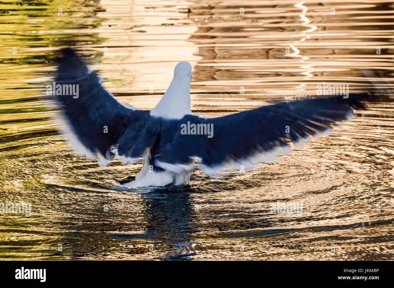One seagull swimming in lake with ripples in water during colorful ...