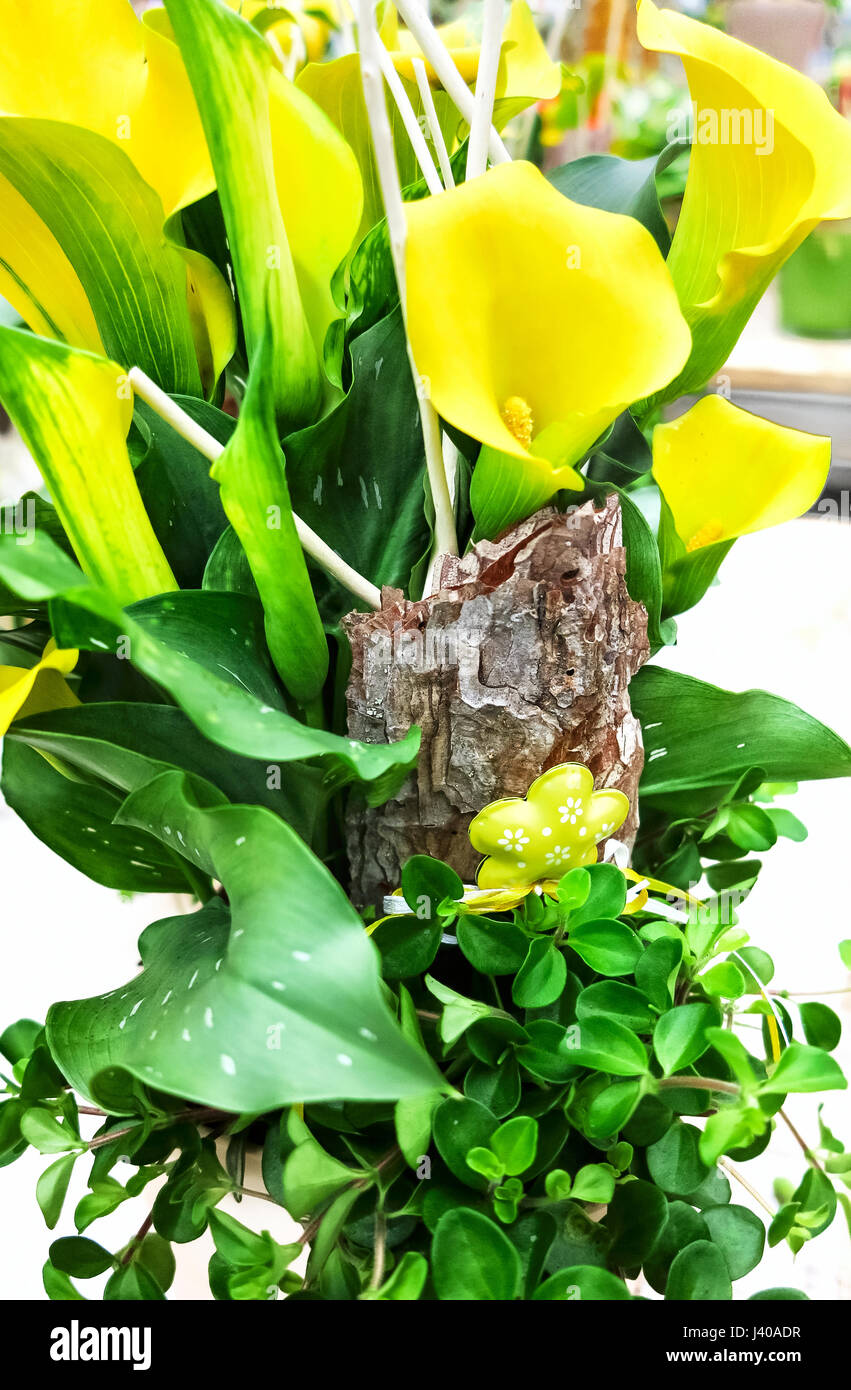 Potted yellow Calla lily (Zantedeschia aethiopica) ornamental plant ...