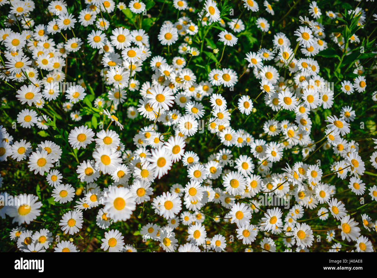 chamomile. Green grass and chamomiles in the nature Stock Photo - Alamy