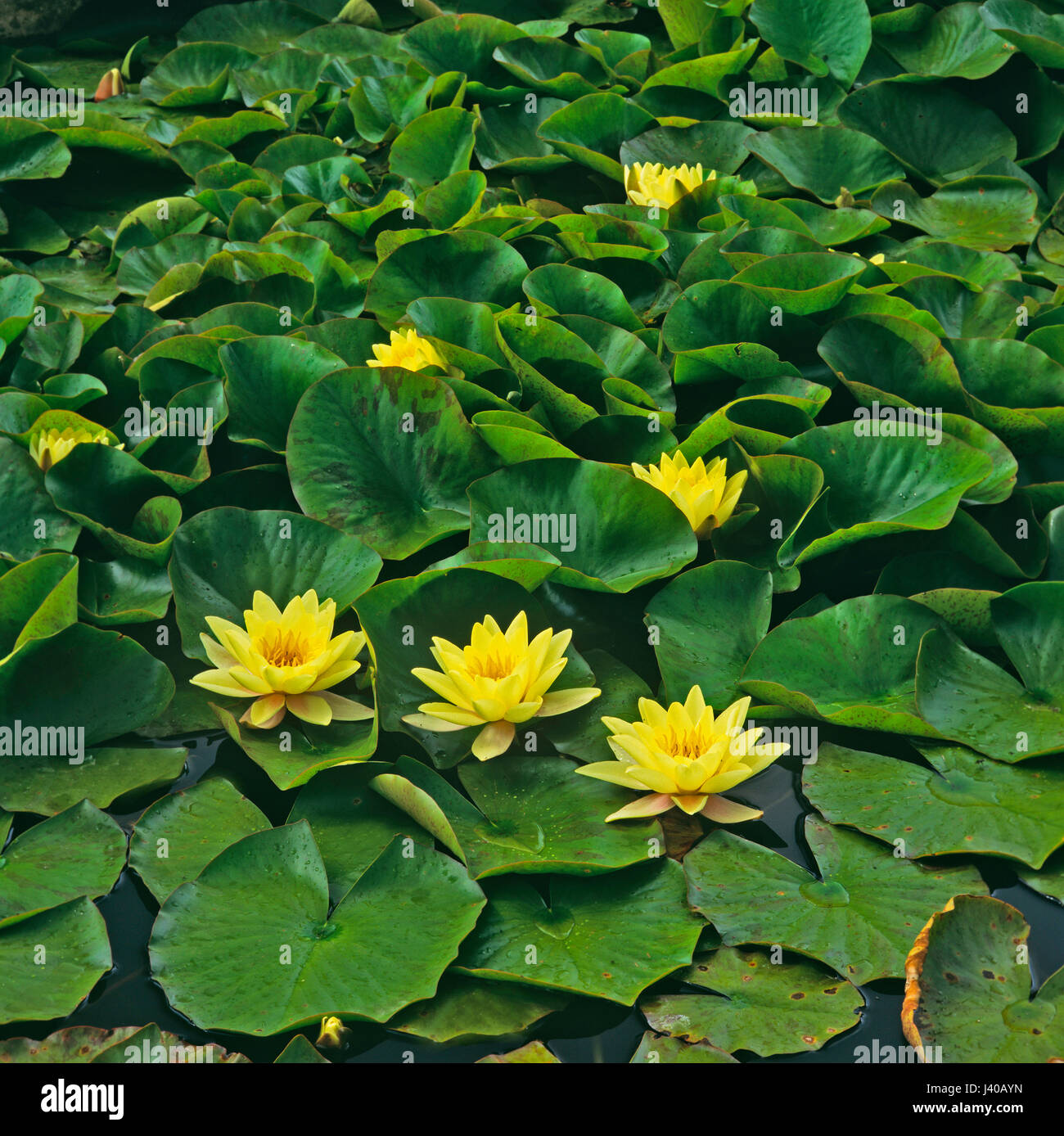 Yellow Nymphaea in landscape garden Stock Photo - Alamy