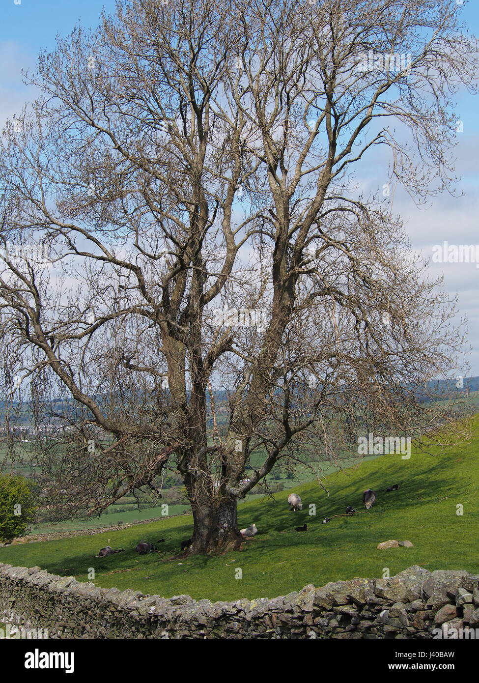 English ash tree leaf hi-res stock photography and images - Alamy