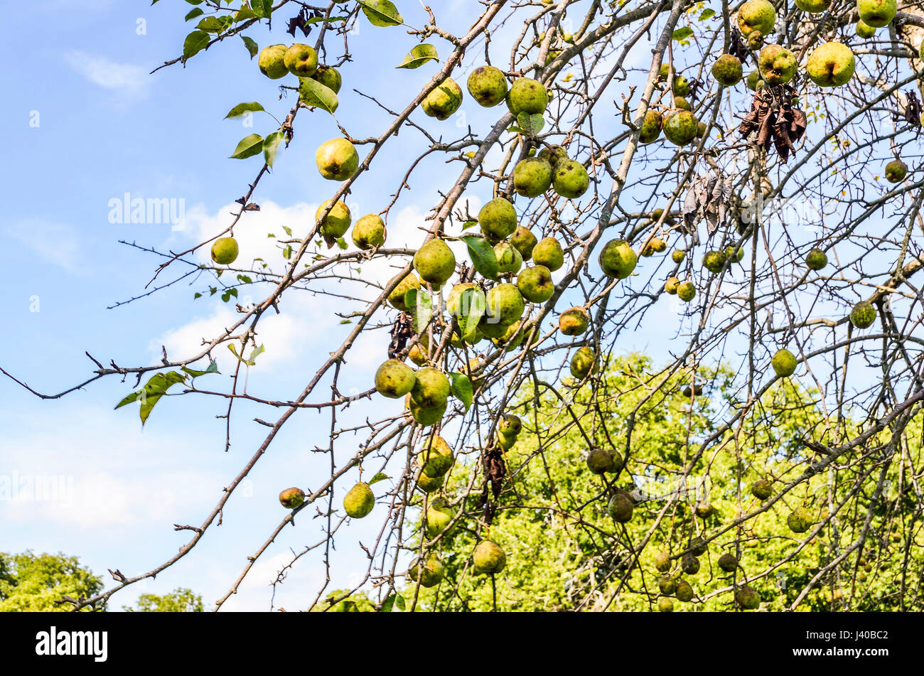 Spotted pear hi-res stock photography and images - Alamy