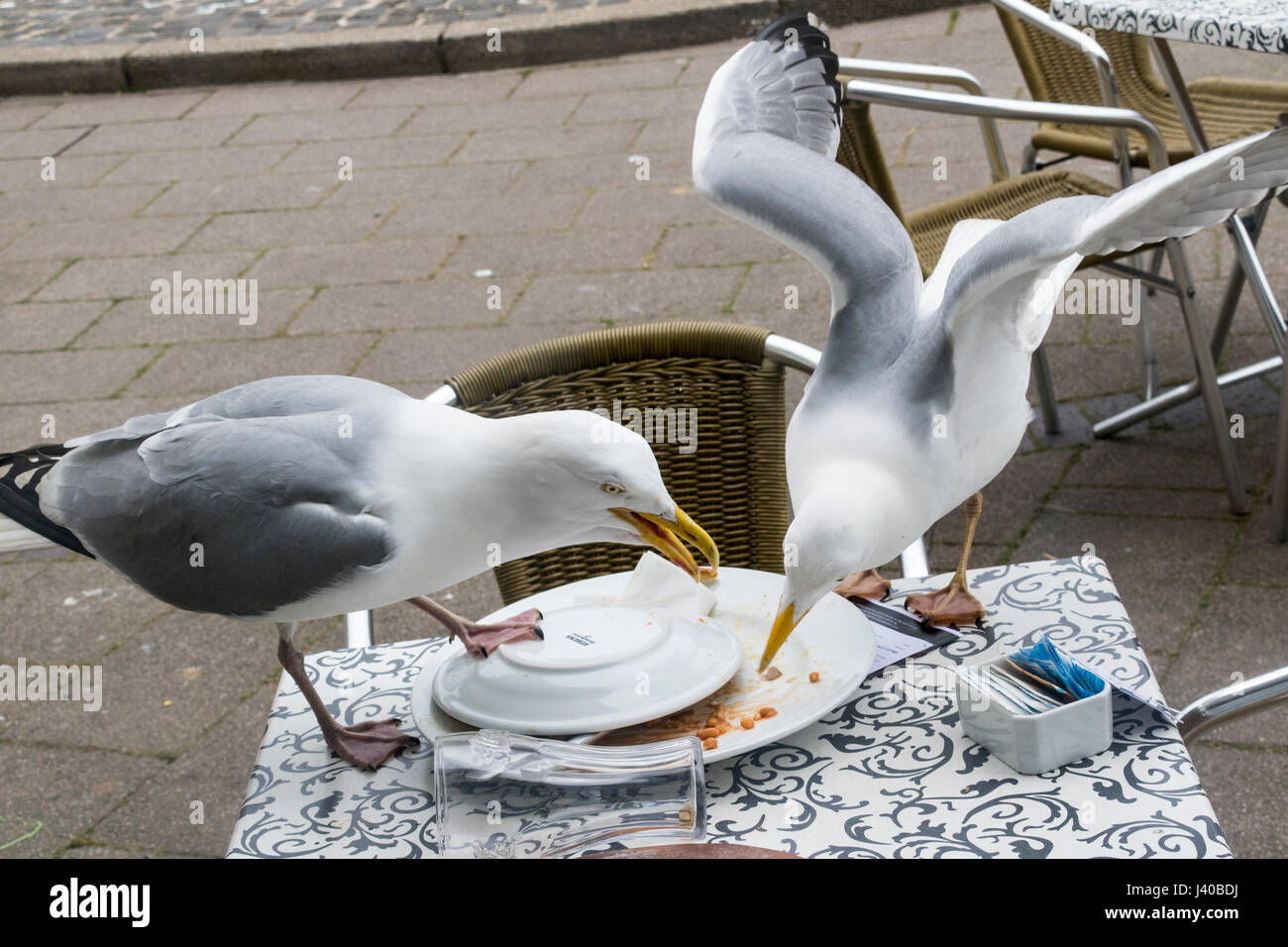 Seagull Stealing Food High Resolution Stock Photography and Images - Alamy