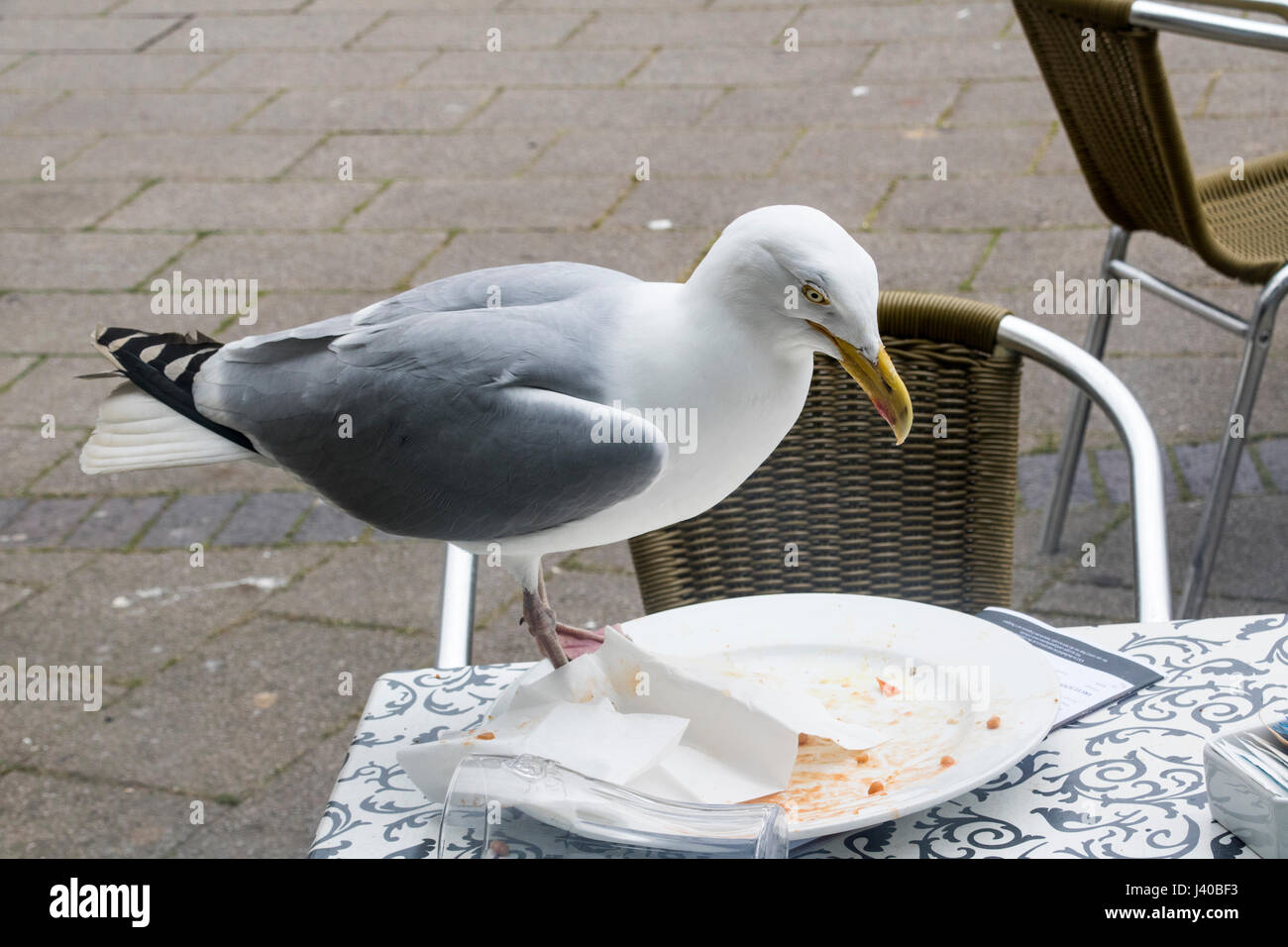 Seagull Stealing Food High Resolution Stock Photography and Images - Alamy