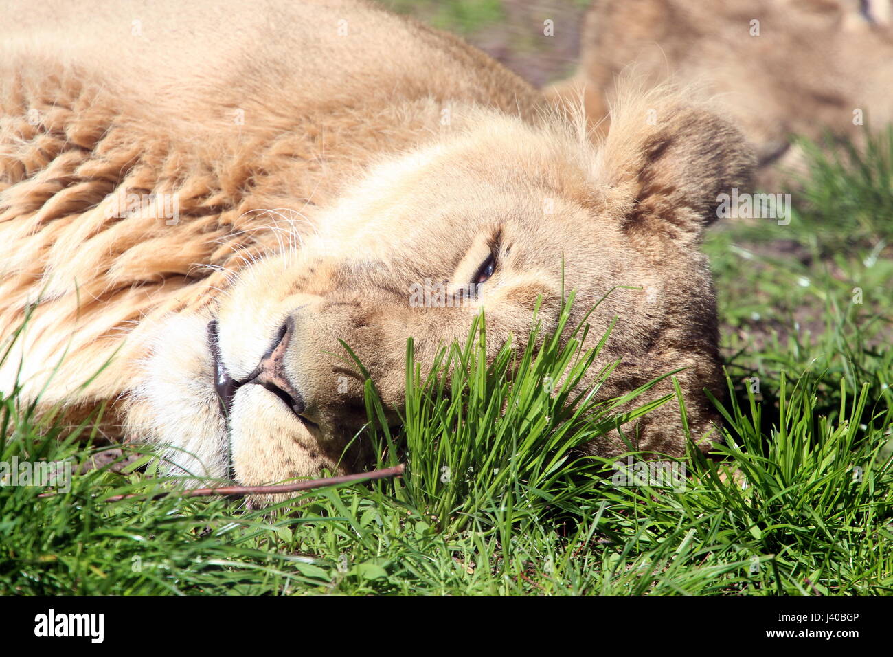 Chester Zoo High Resolution Stock Photography and Images - Alamy