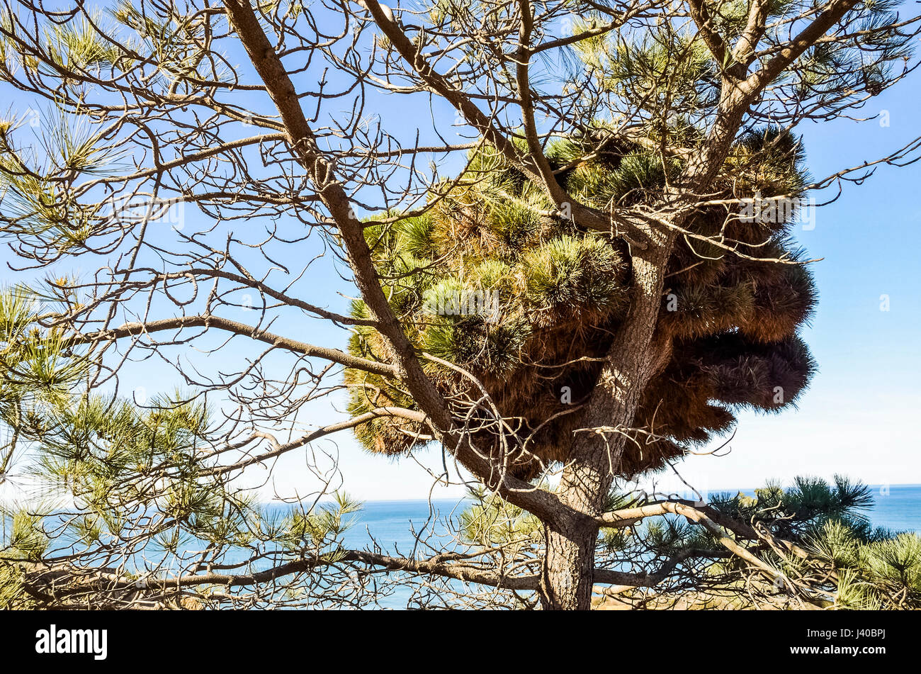 Torrey Pines tree in pacific ocean in San Diego California with cliff ...