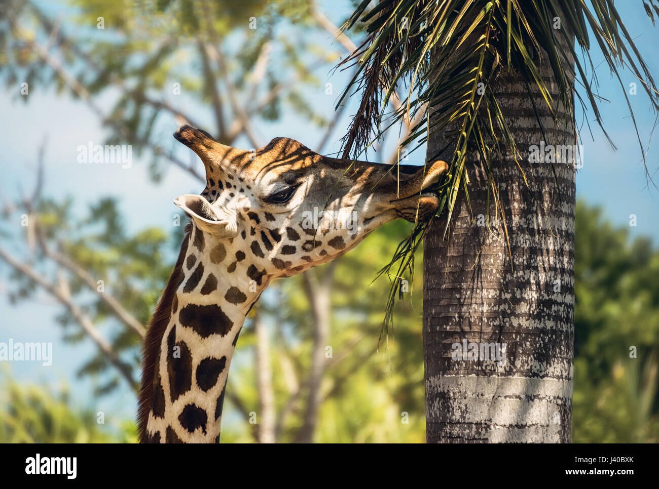 The head of a giraffe eating leaves on long neck on the background of ...