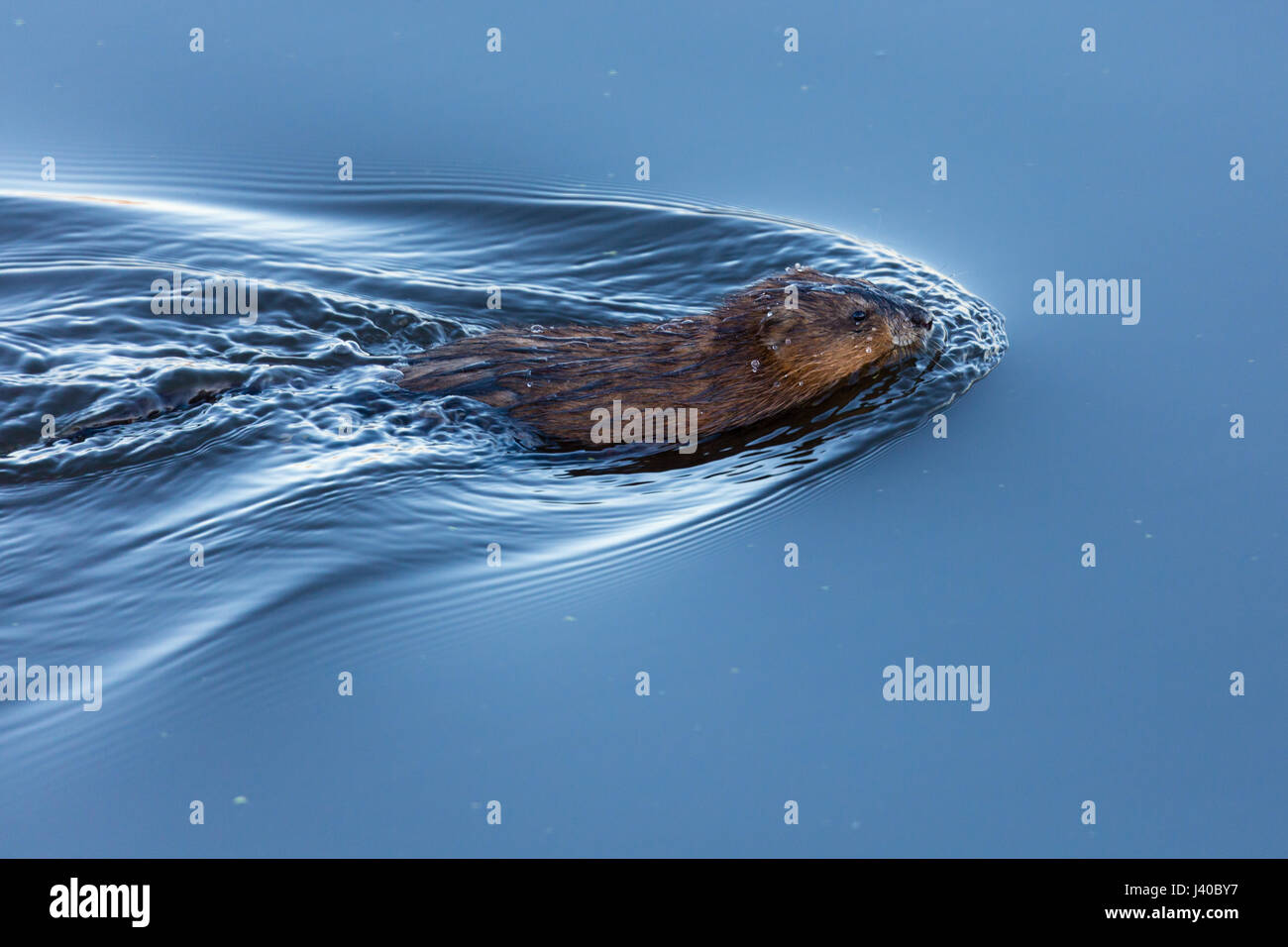 Tail of muskrat hi-res stock photography and images - Alamy