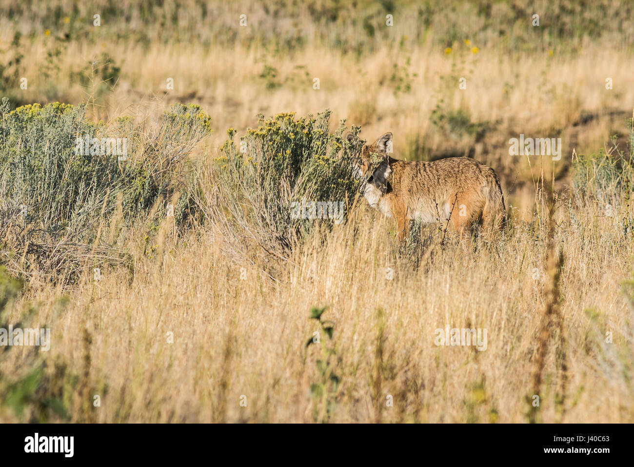 Coyote hiding behind bushes in the grasslands near the Great Salt Lake ...