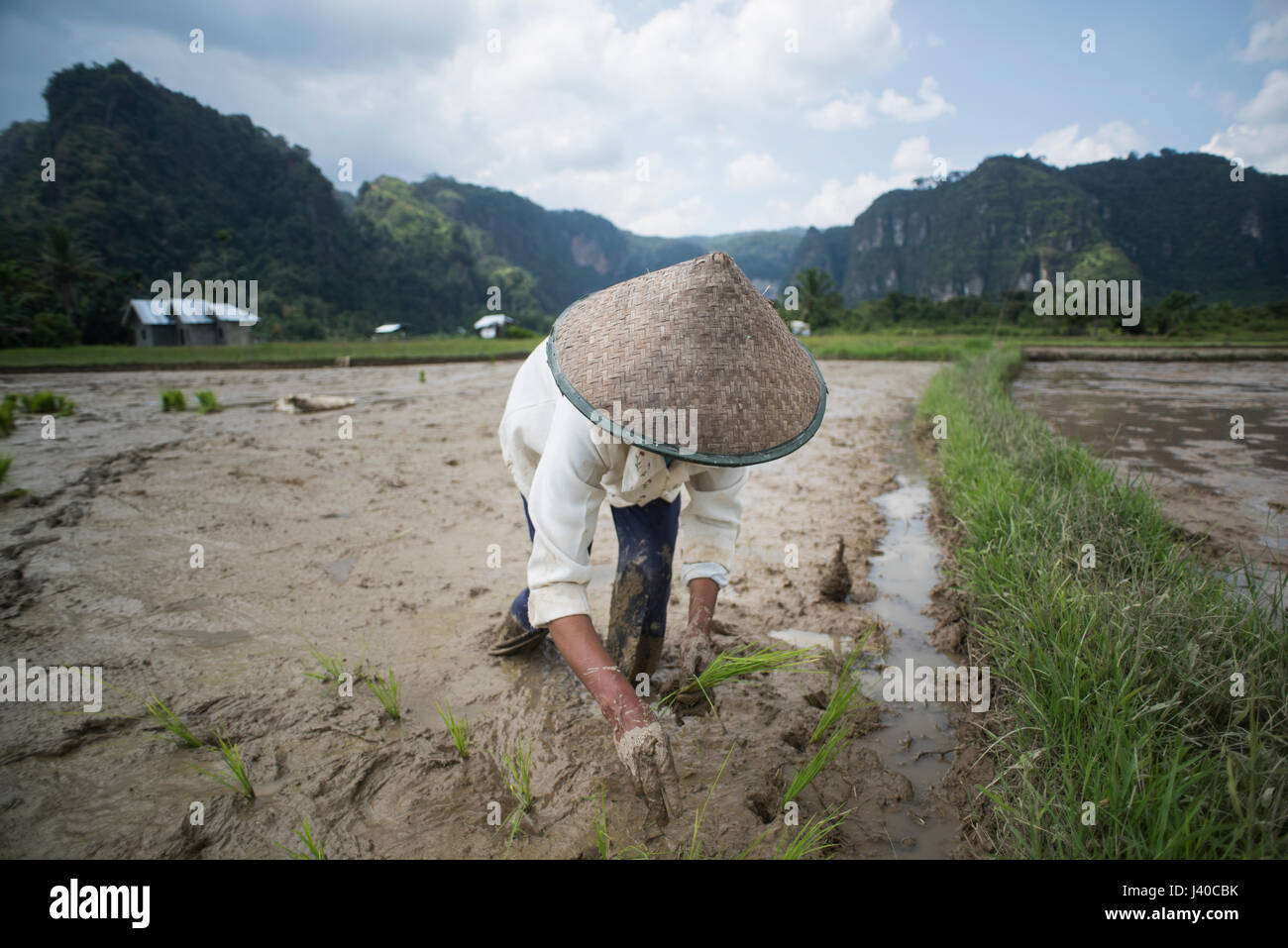 A female rice field worker planting rice, Harau Valley, Indonesia Stock ...
