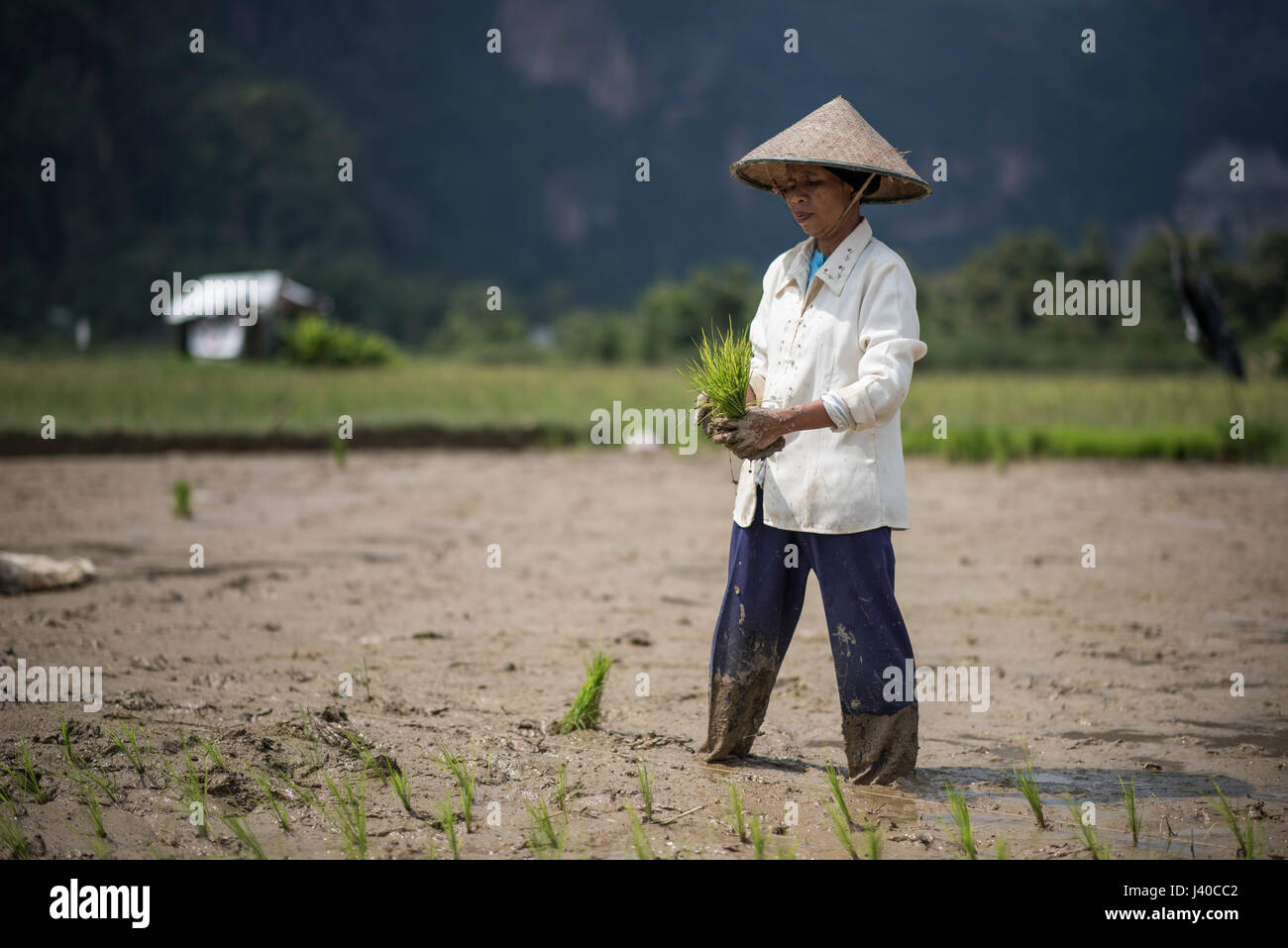 A female rice field worker planting rice, Harau Valley, Indonesia Stock ...