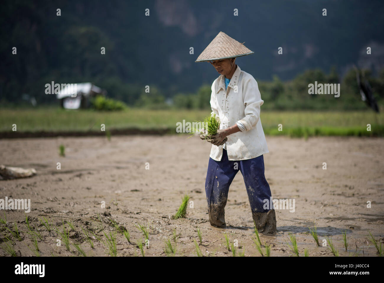 A female rice field worker planting rice, Harau Valley, Indonesia Stock ...