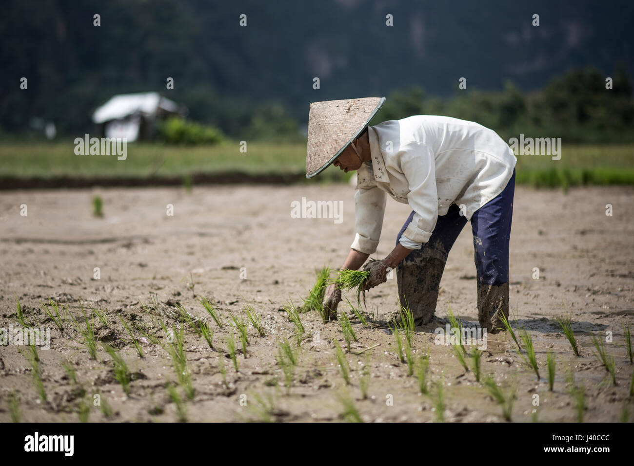 A female rice field worker planting rice, Harau Valley, Indonesia Stock ...