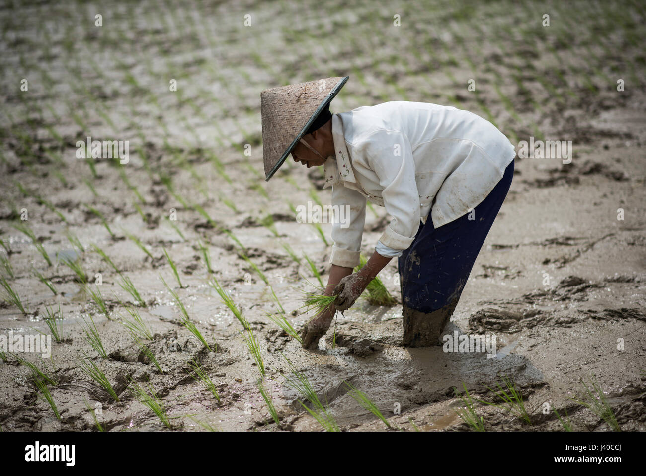 A female rice field worker planting rice, Harau Valley, Indonesia Stock ...