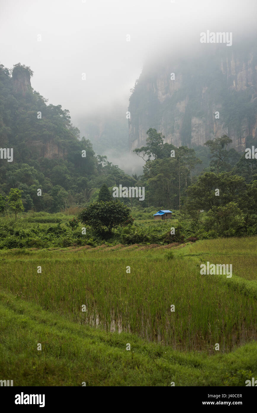 Rice field in the Harau Valley, Sumatra, Indonesia Stock Photo - Alamy
