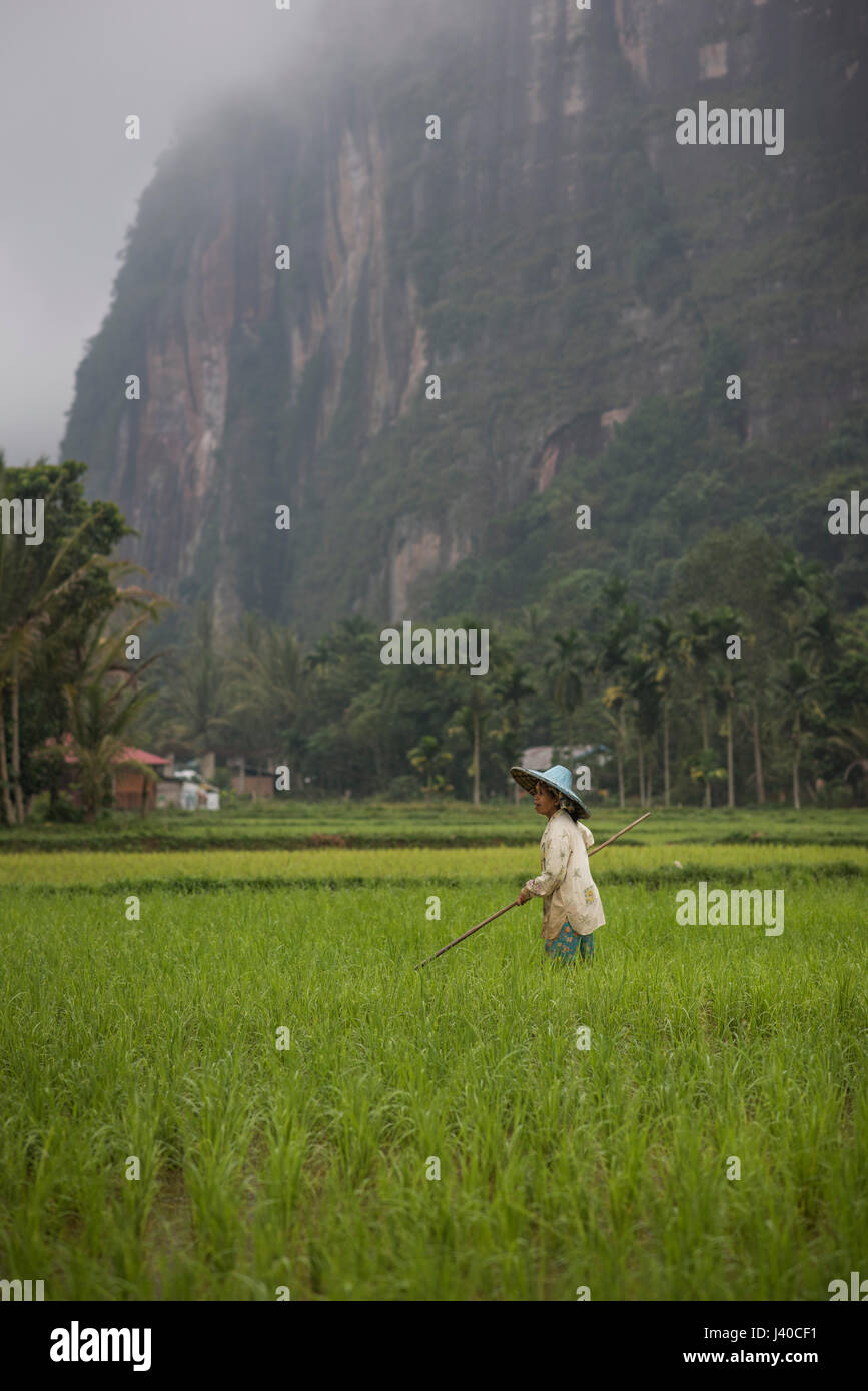 A female rice field worker at the Harau Valley, Sumatra, Indonesia ...