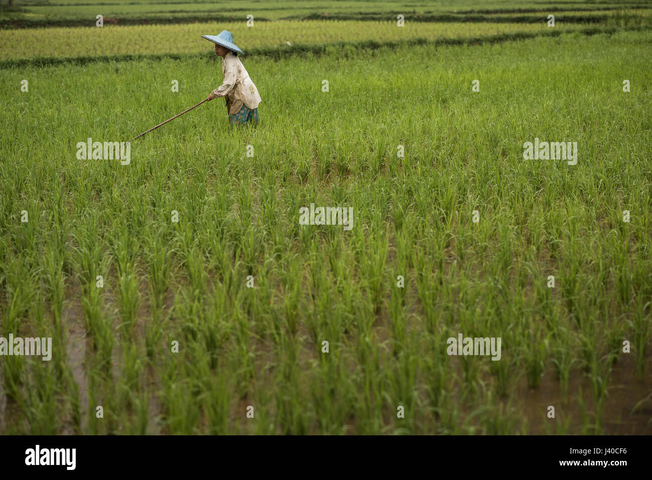 A female rice field worker at the Harau Valley, Sumatra, Indonesia ...