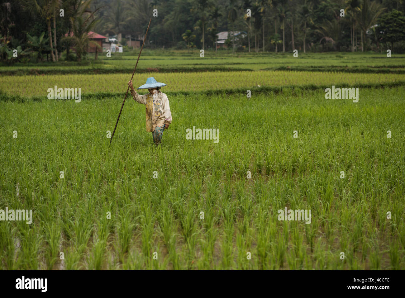 A female rice field worker at the Harau Valley, Sumatra, Indonesia ...