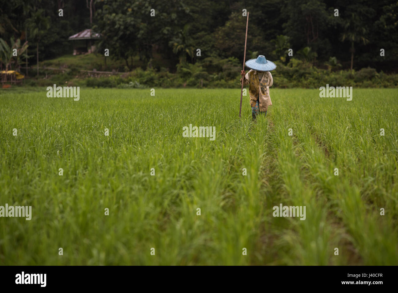 A female rice field worker at the Harau Valley, Sumatra, Indonesia ...