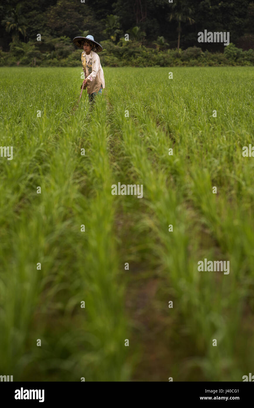 A female rice field worker at the Harau Valley, Sumatra, Indonesia ...