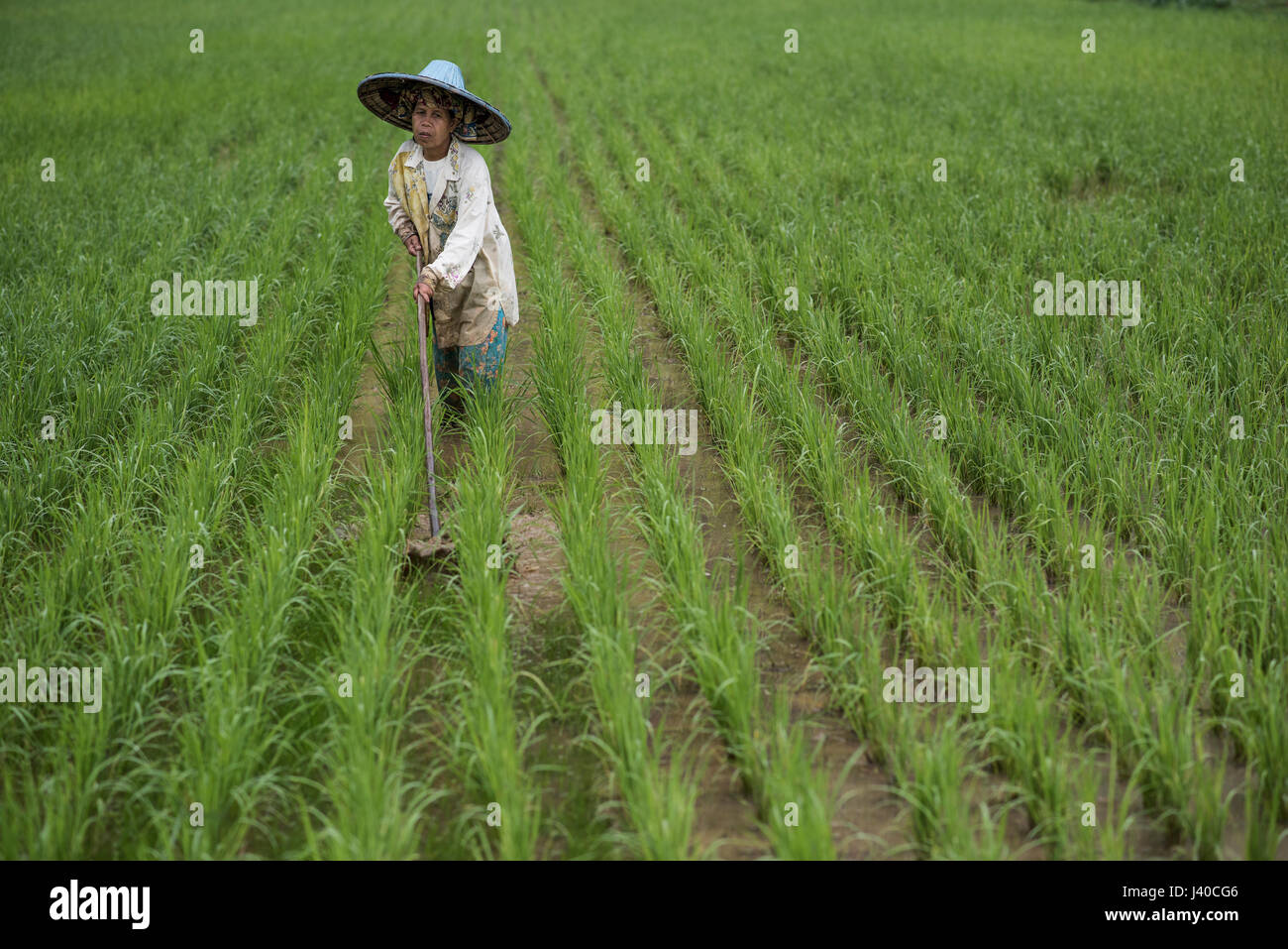 A female rice field worker at the Harau Valley, Sumatra, Indonesia ...