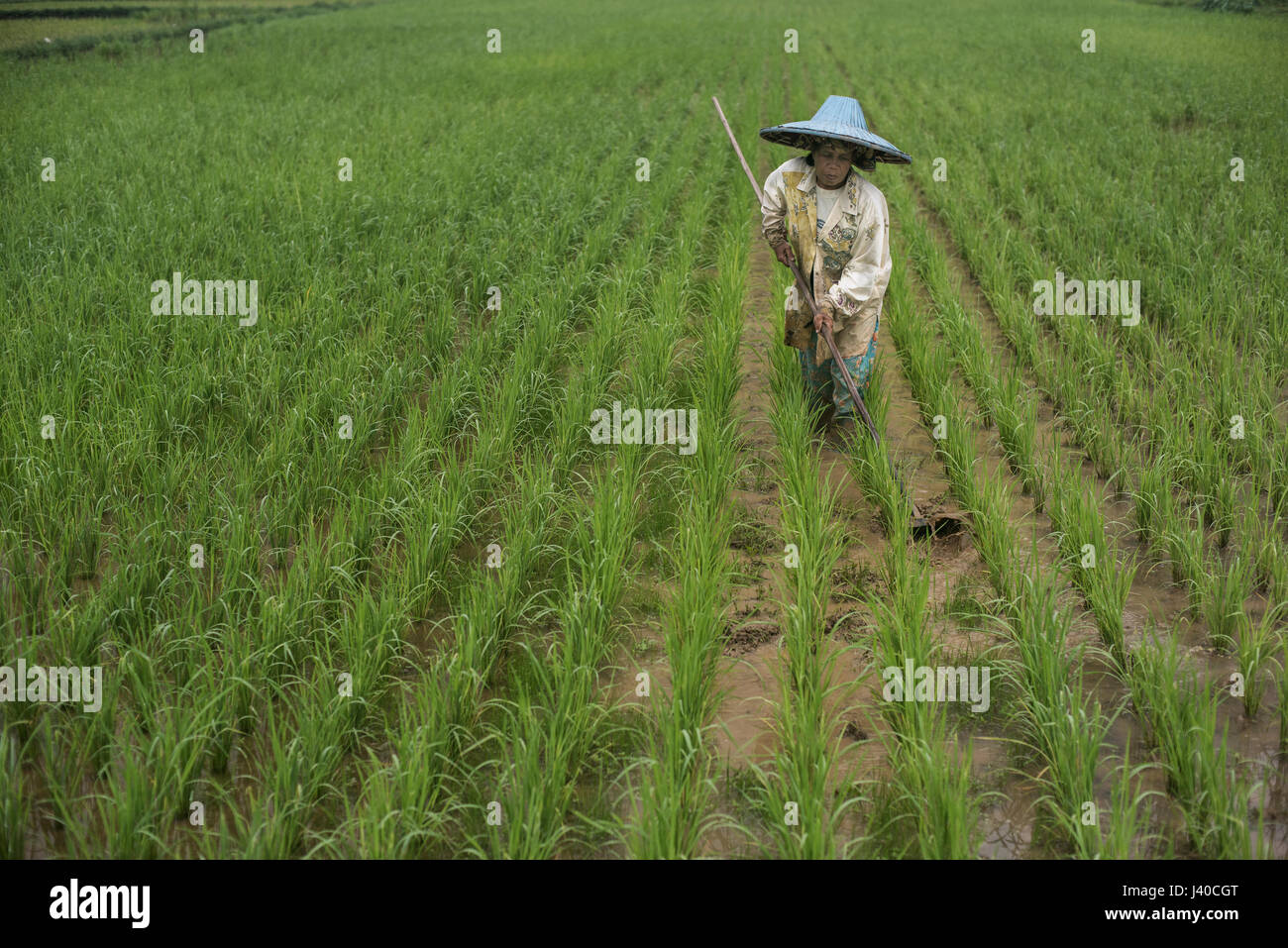 A female rice field worker at the Harau Valley, Sumatra, Indonesia ...