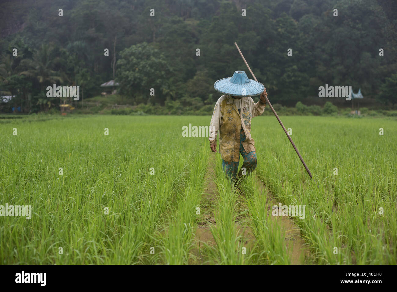 A female rice field worker at the Harau Valley, Sumatra, Indonesia ...