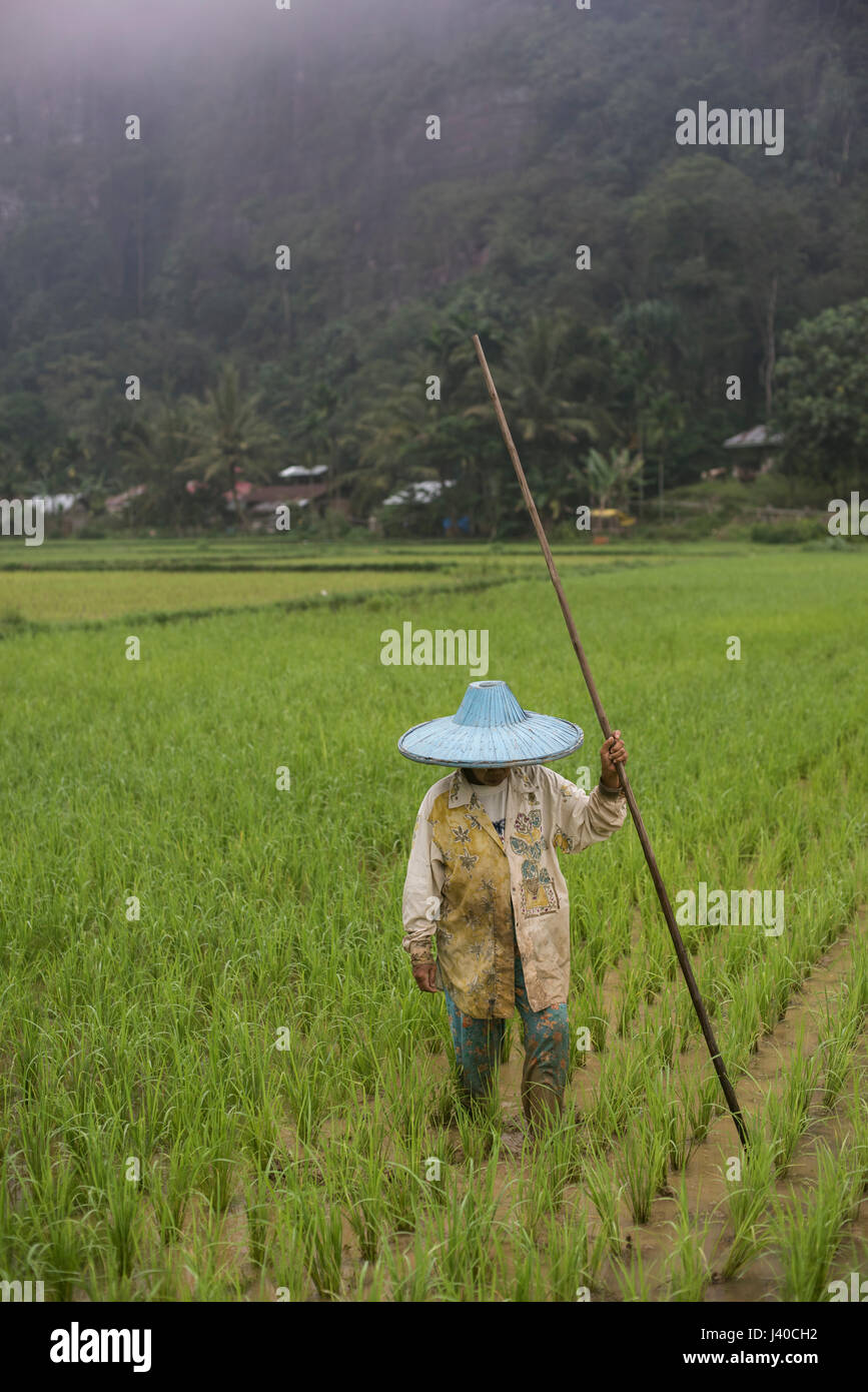 A female rice field worker at the Harau Valley, Sumatra, Indonesia ...
