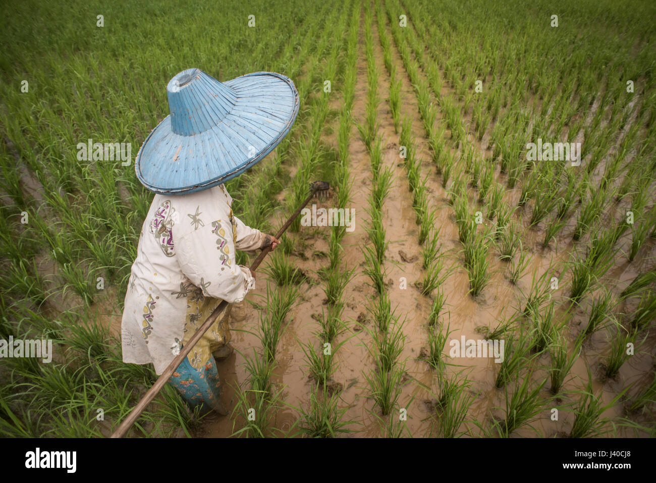 A female rice field worker at the Harau Valley, Sumatra, Indonesia ...