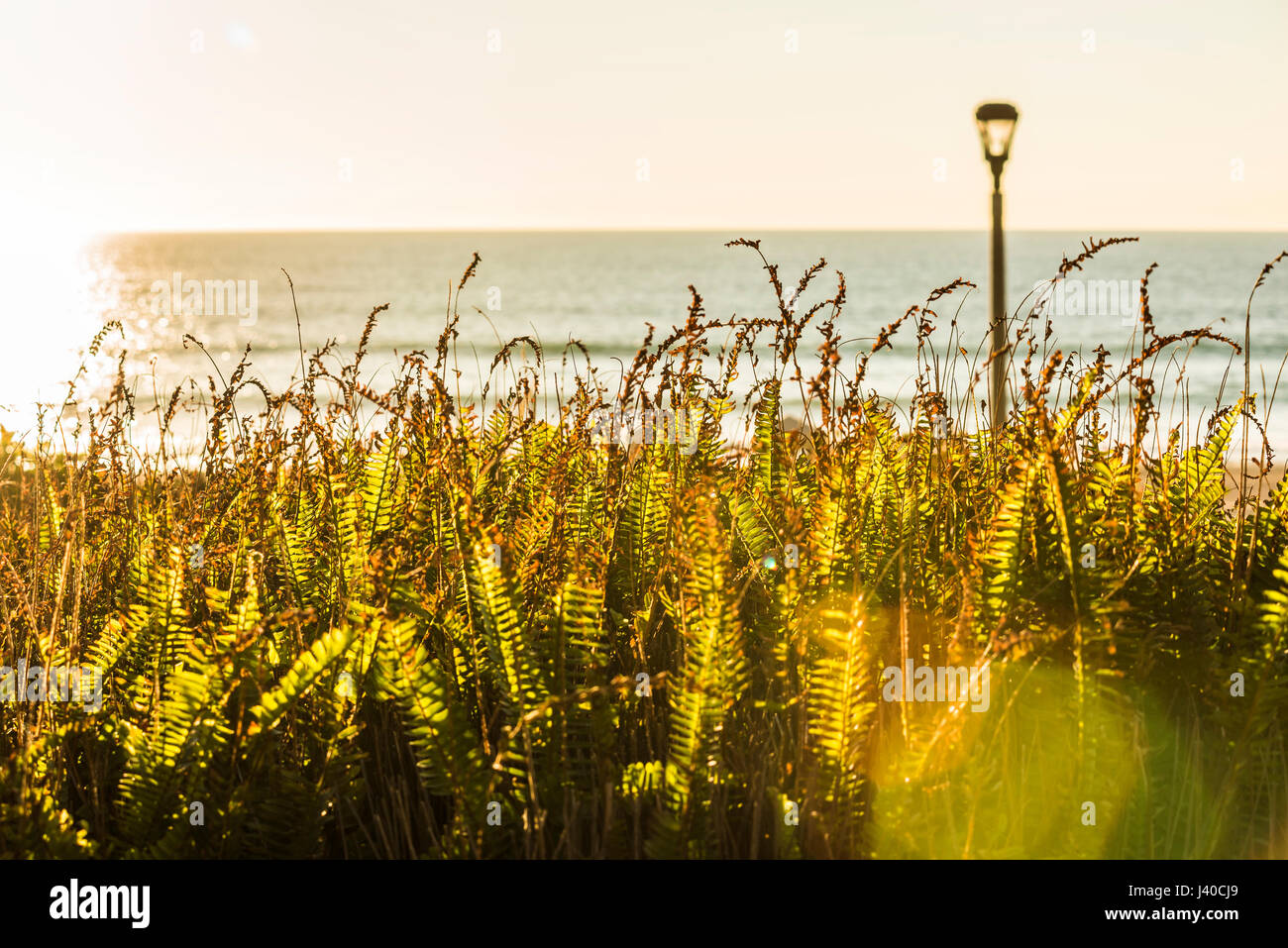 Manhattan Beach fern plant decorations with ocean during sunset and ray ...