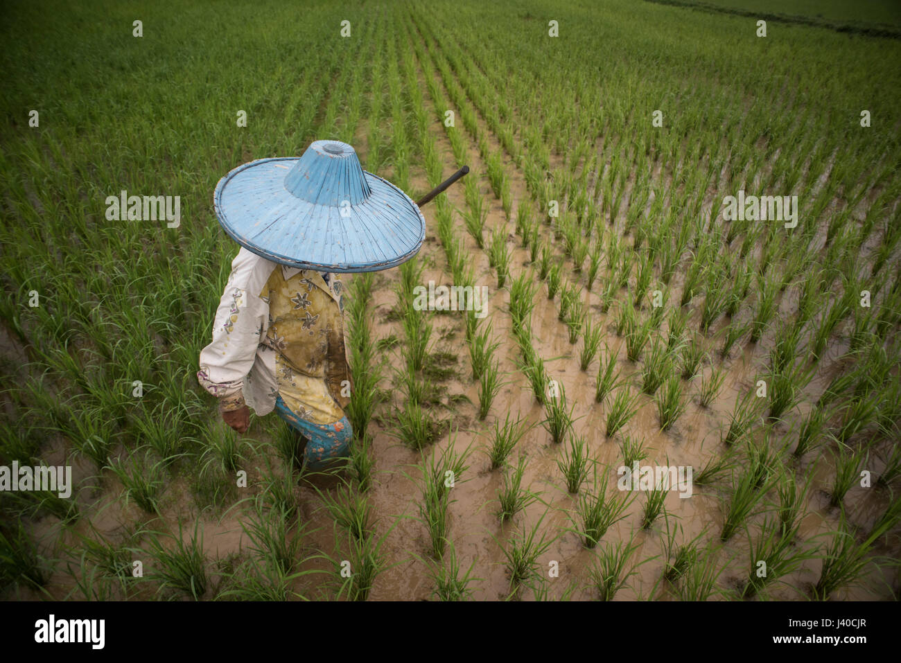 A female rice field worker at the Harau Valley, Sumatra, Indonesia ...