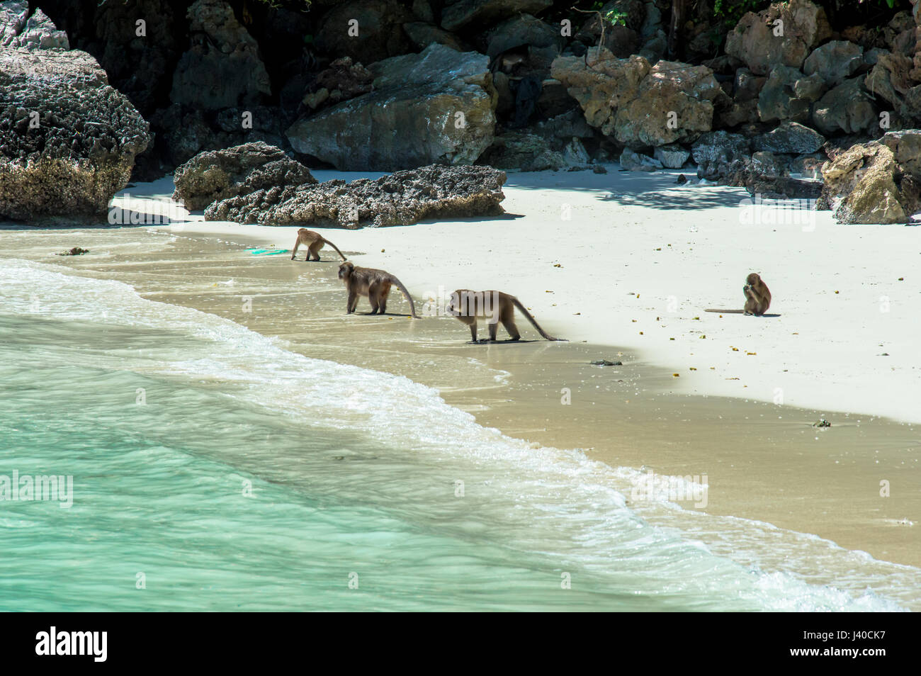 Monkeys On Shore At Beach During Sunny Day Stock Photo - Alamy