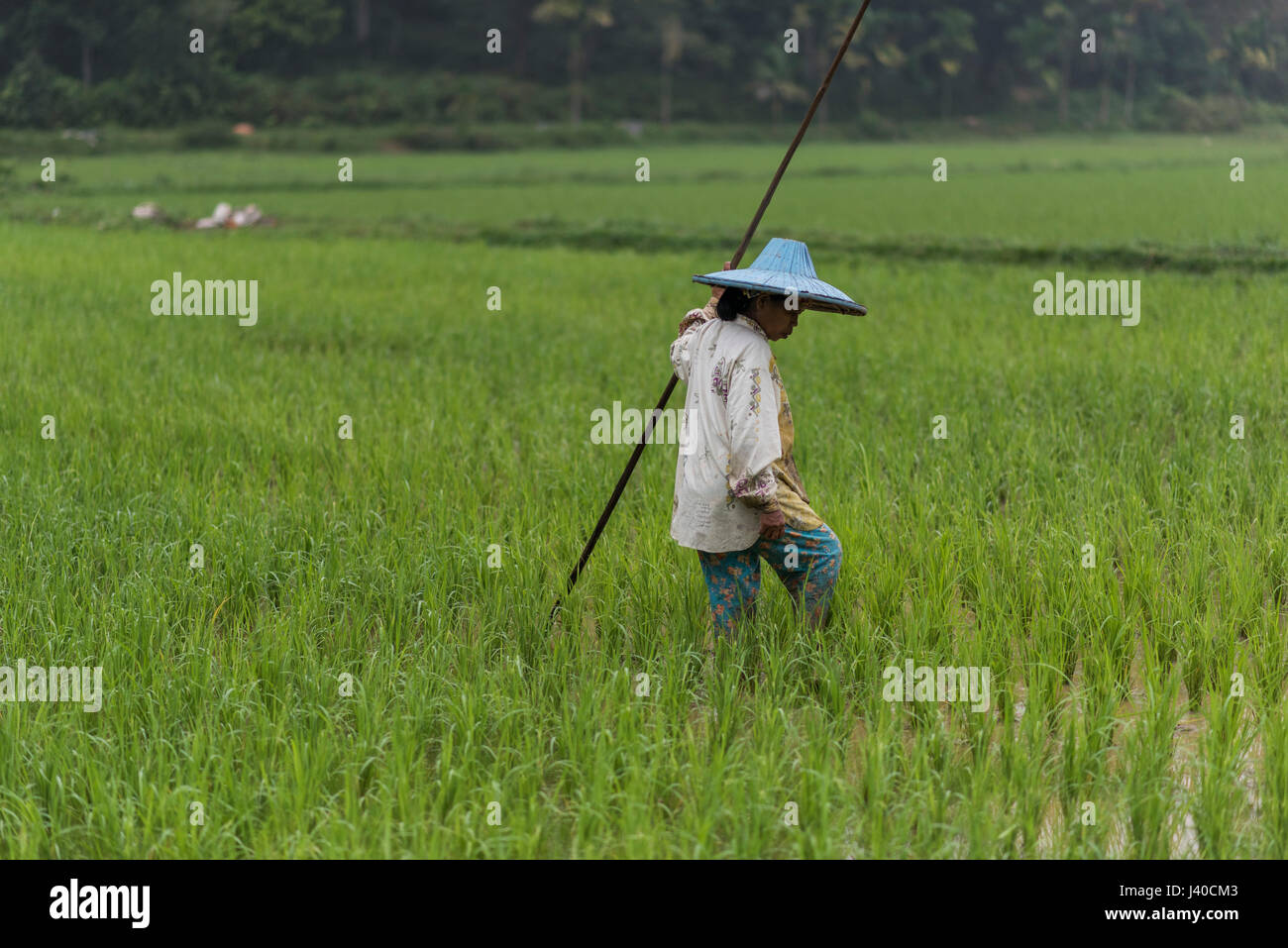 A female rice field worker at the Harau Valley, Sumatra, Indonesia ...