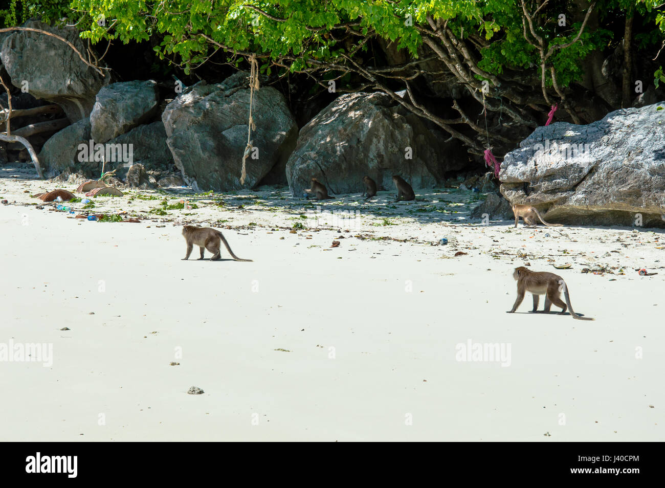 Wild Monkeys Walking At Beach On Sunny Day Stock Photo - Alamy