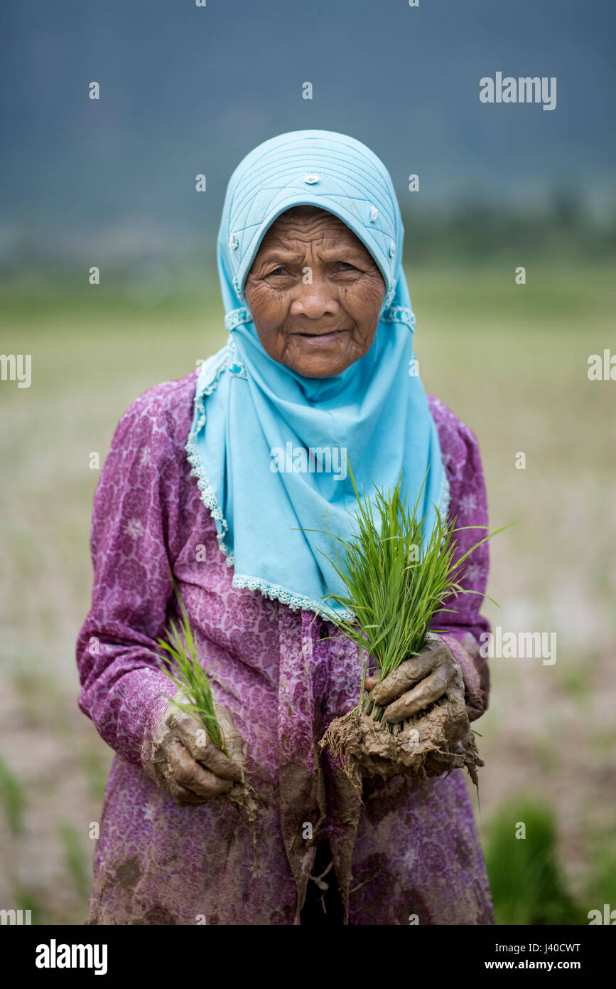 Portrait of a female rice field worker at the Harau Valley, Sumatra ...