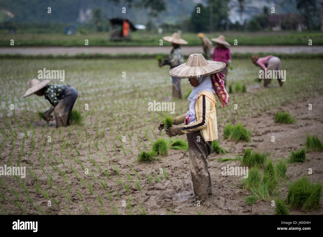 Farm workers ploughing rice hi-res stock photography and images - Alamy