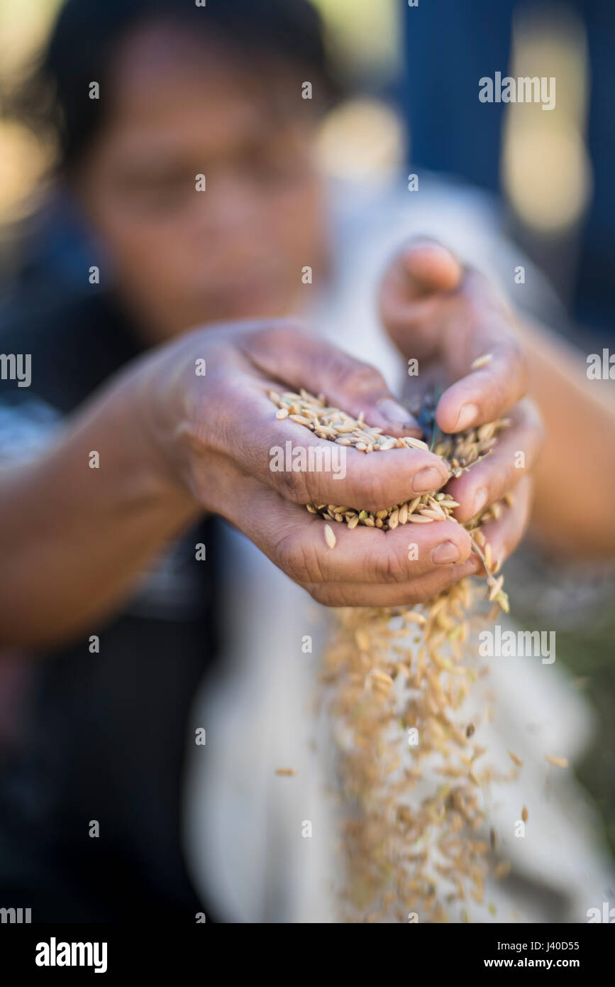 Harvesting rice by hand hi-res stock photography and images - Alamy
