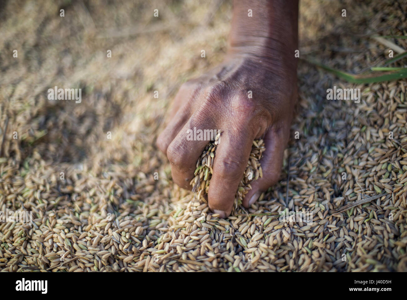 Close-up view of hands holding rice grains, Harau Valley, Sumatra ...