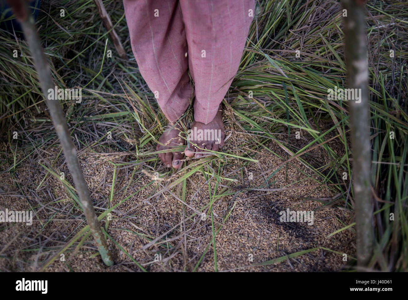 Close-up view of feet picking rice grains, Harau Valley, Sumatra ...