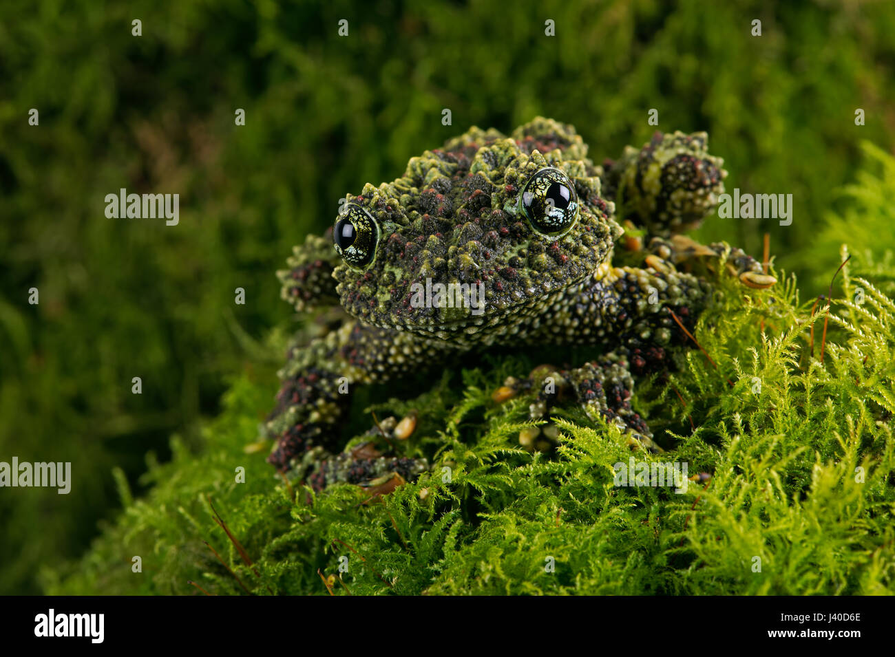 Vietnamese Mossy Frog (Theloderma corticale Stock Photo - Alamy