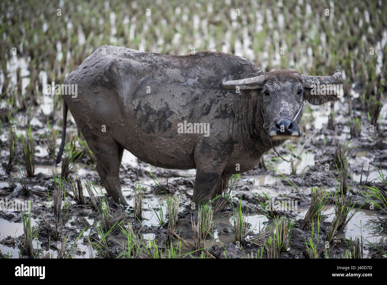A water Buffalo in a Rice field in the Harau Valley, Sumatra, Indonesia ...