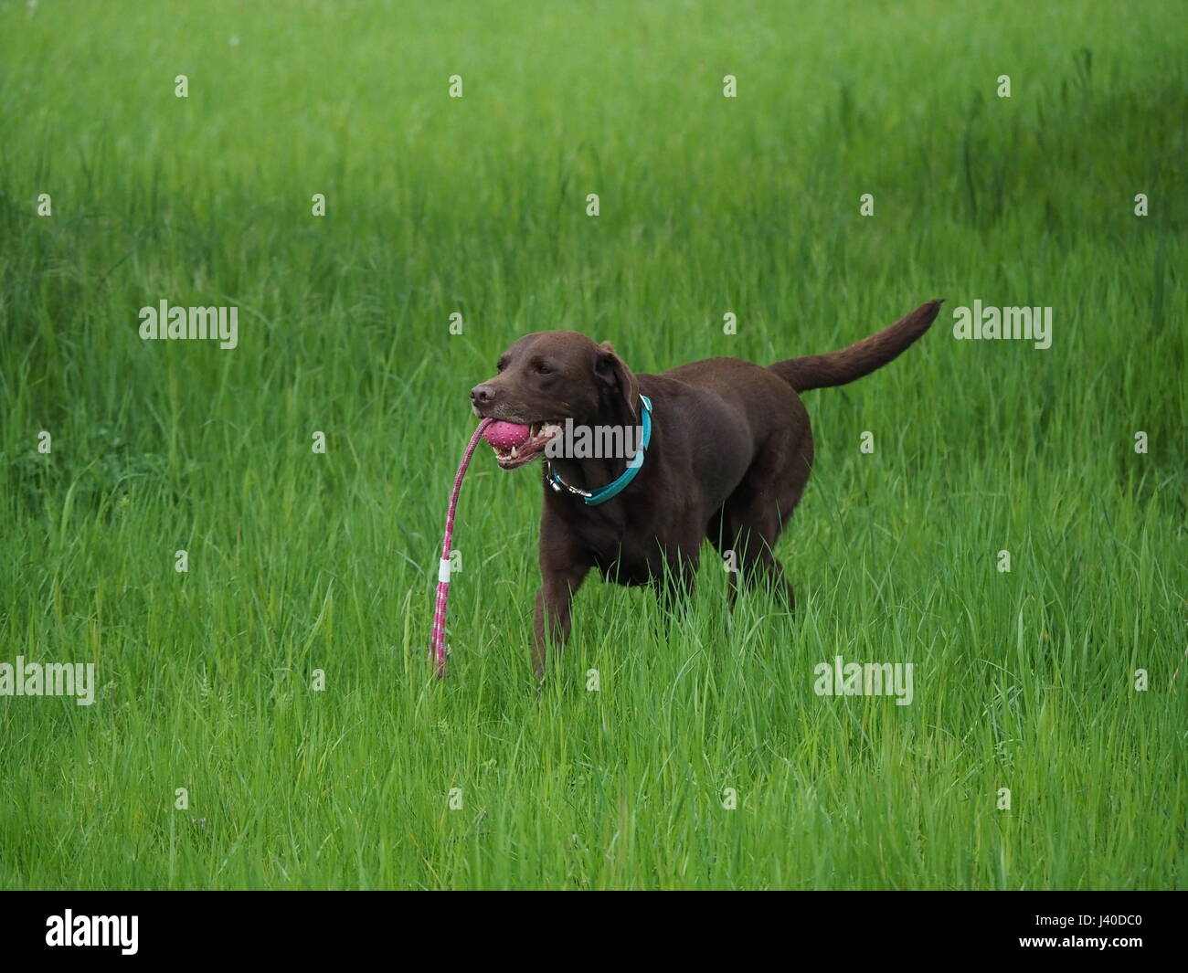 labrador retriever dog playing with a ball Stock Photo - Alamy