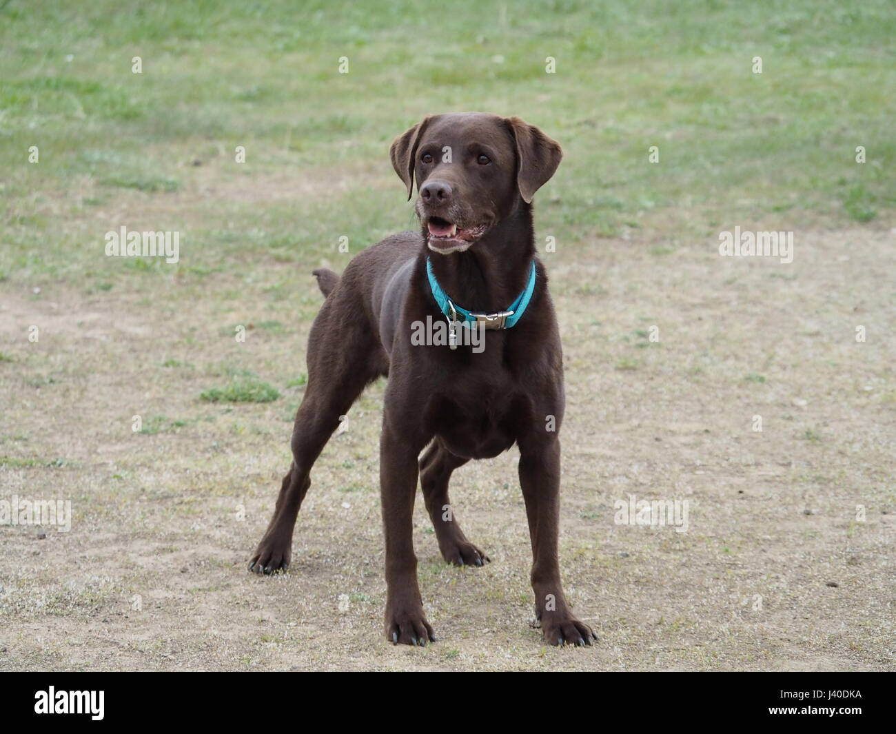 labrador retriever dog playing Stock Photo - Alamy