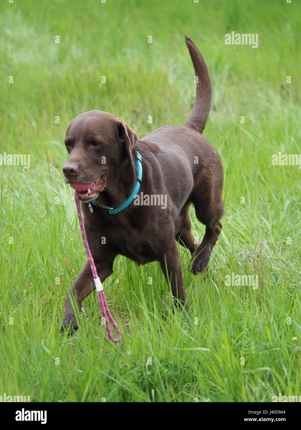 labrador retriever dog playing with a ball Stock Photo - Alamy