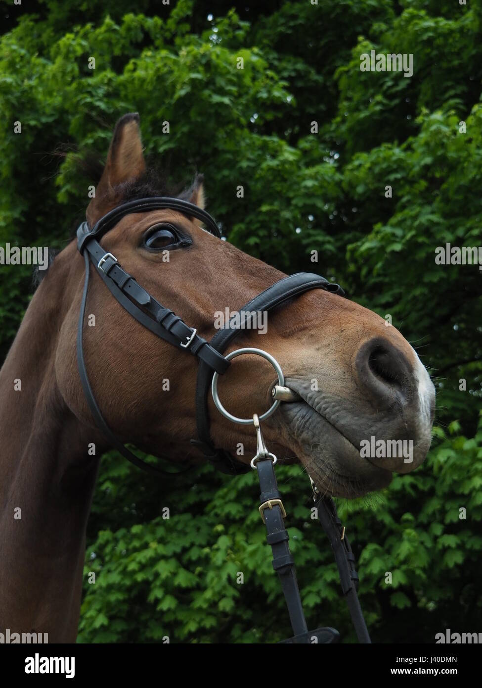 Potrait of beautiful brown horse with bridle in nature Stock Photo - Alamy