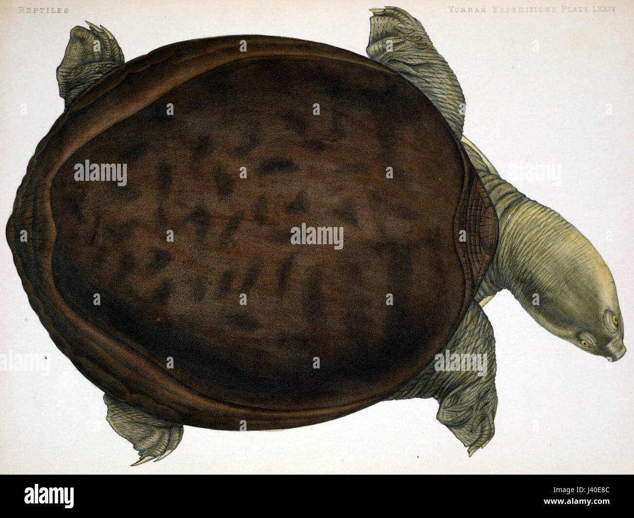 Lissemys scutata hi-res stock photography and images - Alamy