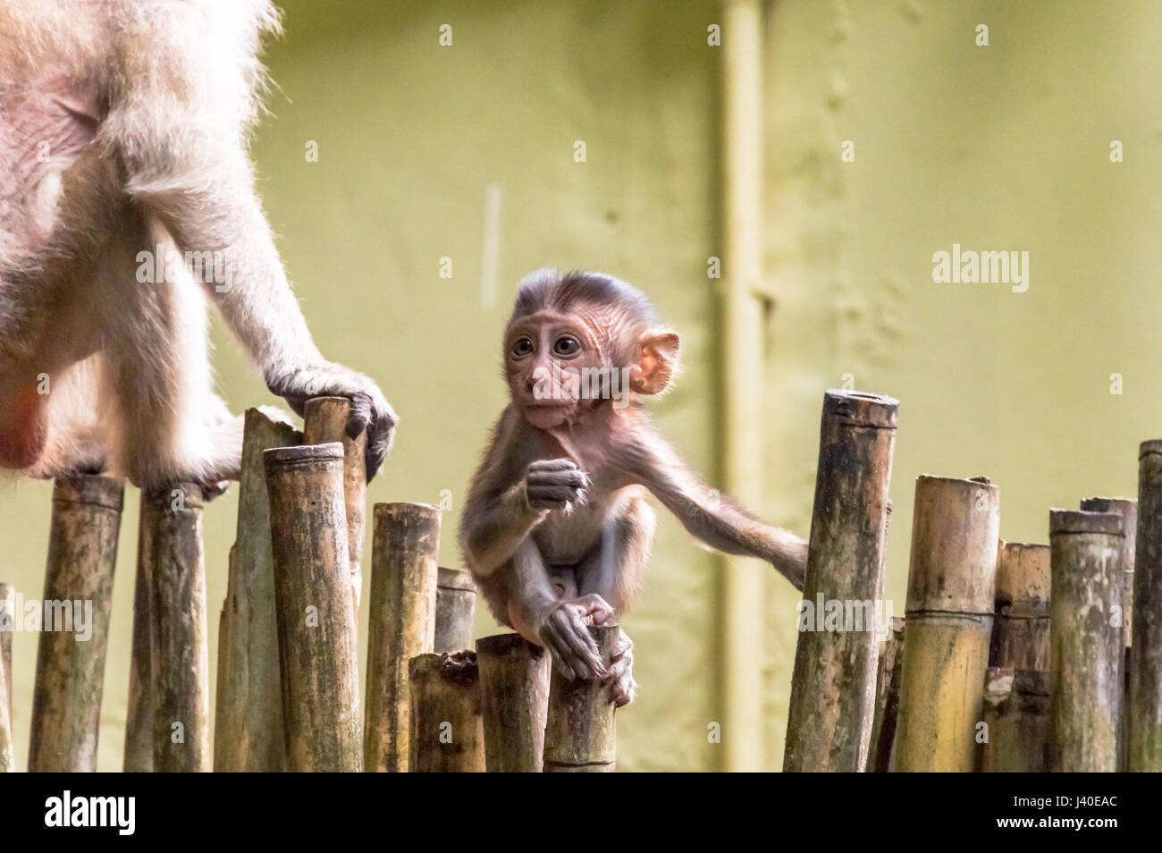 Portrait of Young Monkey Sitting by Bamboo Stock Photo - Alamy