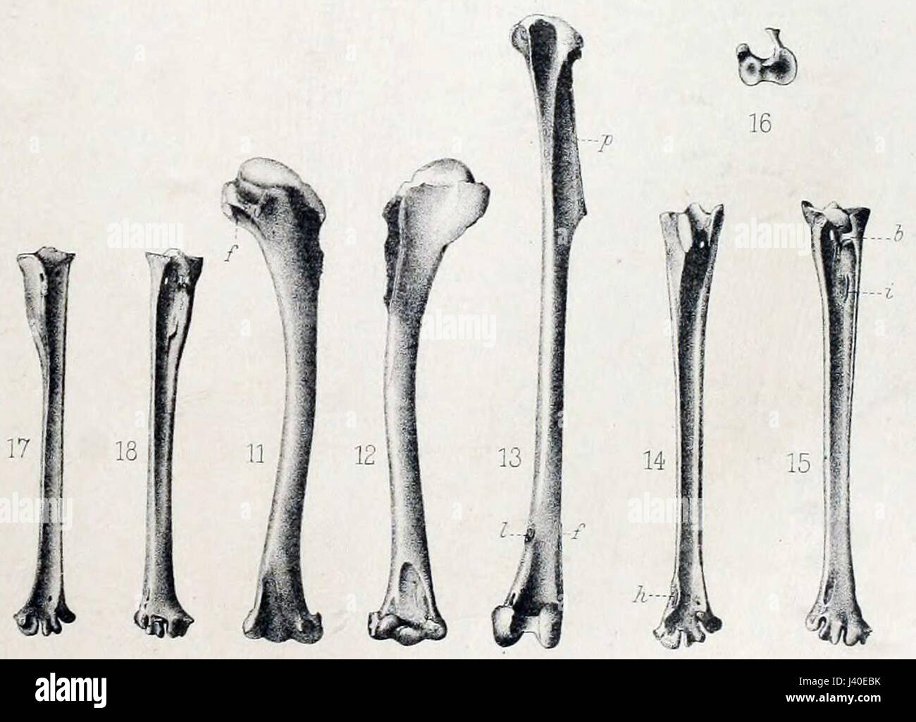 Mascarenotus sauzieri, formerly known as Otus sauzieri, is the extinct ...