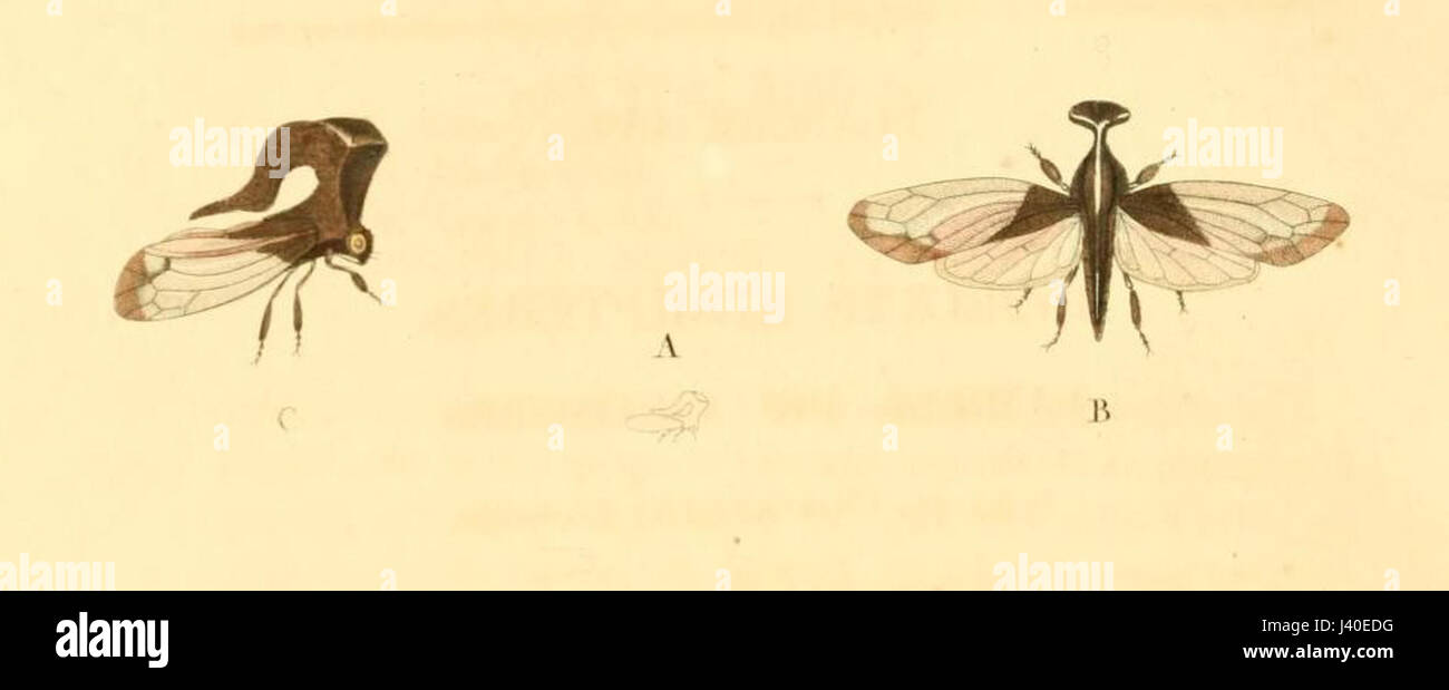 Illustration of the beetle species Lycoderes galeritus, first described ...